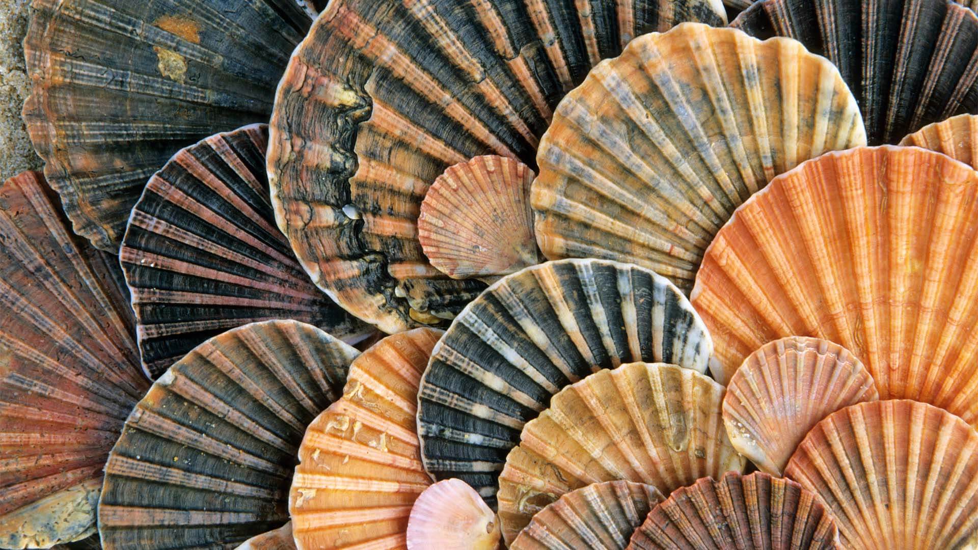 Unas conchas con historia by Microsoft | Wallpapers | WallpaperHub