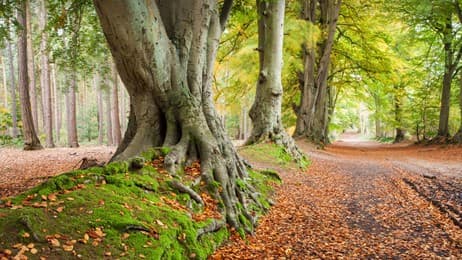 The queen of trees by Microsoft | Wallpapers | WallpaperHub